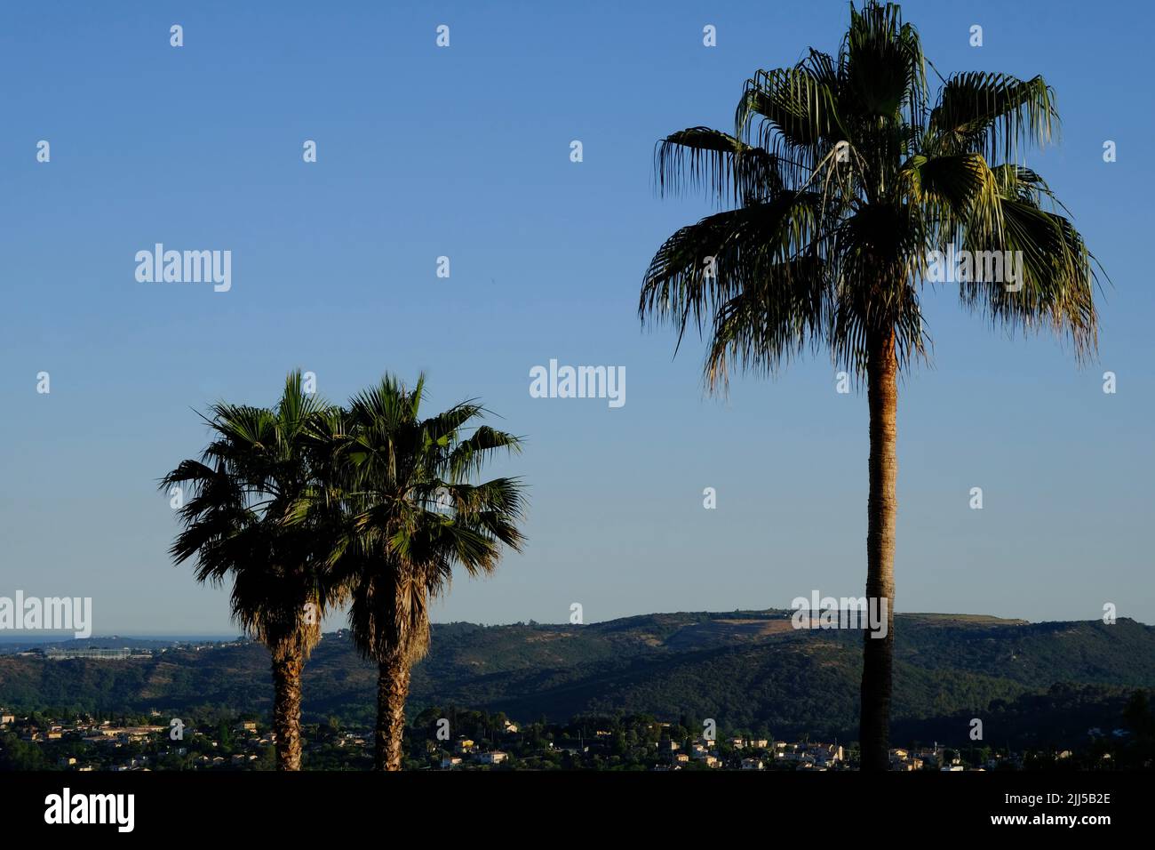 South of France Palm Tree in vista with blue sky Stock Photo - Alamy