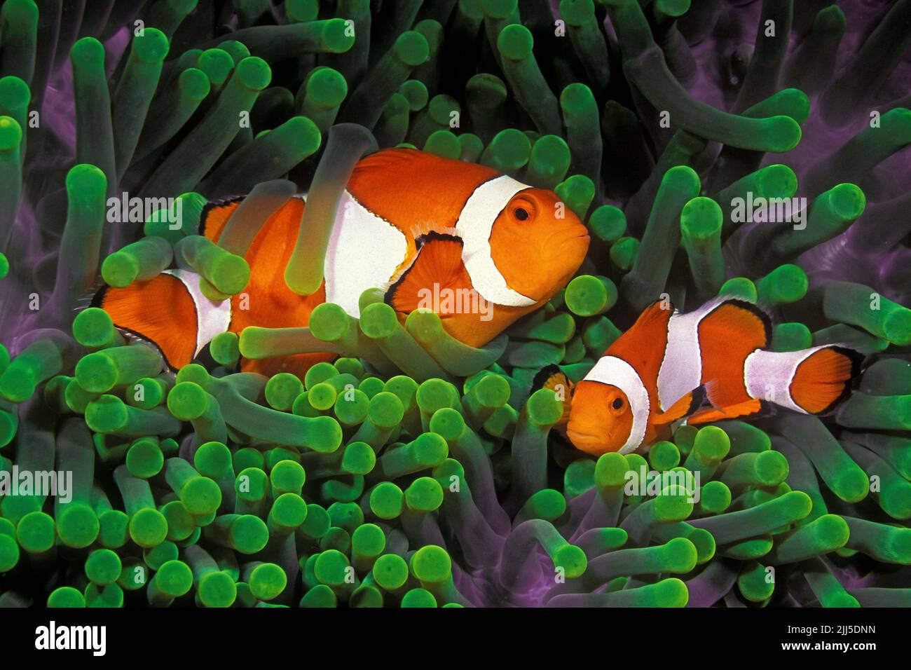 Percula clownfish (Amphiprion percula) also known as Orange clownfish ...