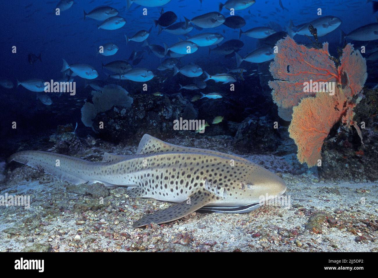 Docile shark hi-res stock photography and images - Alamy