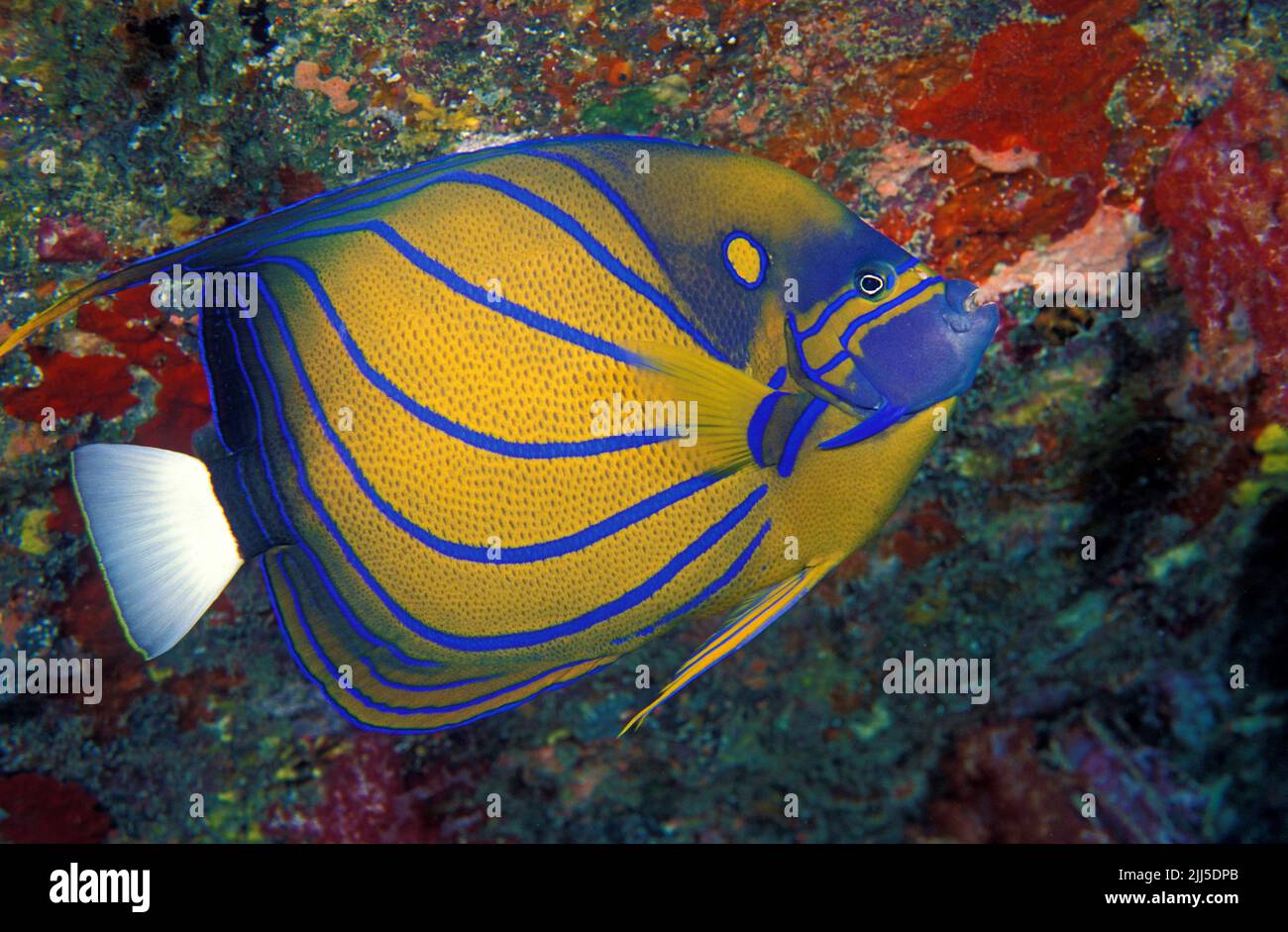 Blue ring angelfish hi-res stock photography and images - Alamy