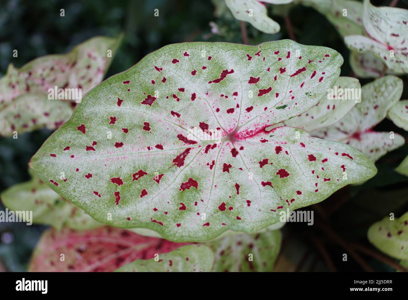 Close up of the beautiful white and red speckled leaf of Caladium Miss ...
