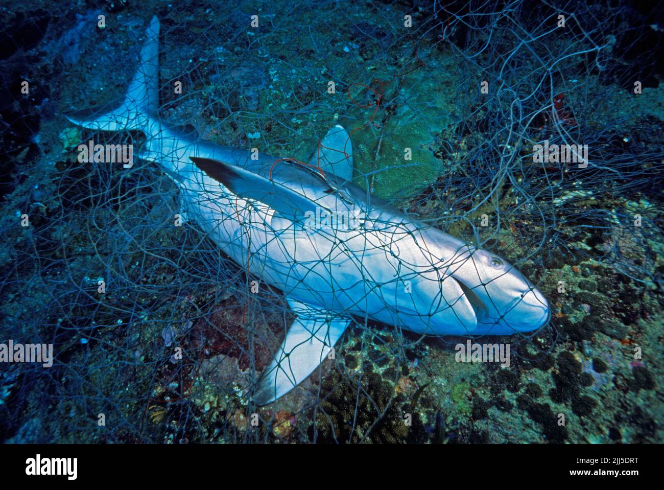 Dead reef shark hi-res stock photography and images - Alamy