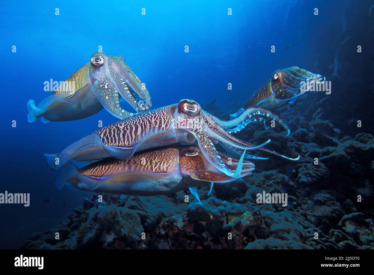 Pharaoh cuttlefishes (Sepia pharaonis), copulating, mating, one of the ...