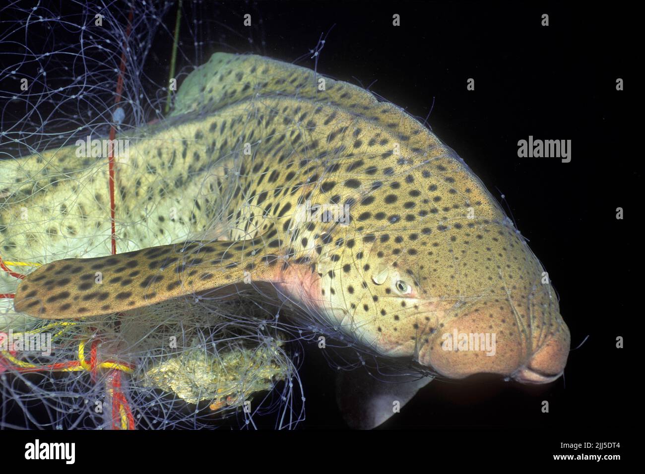 Dead Zebra Shark (Stegostoma fasciatum), a victim of ghostfishing ...