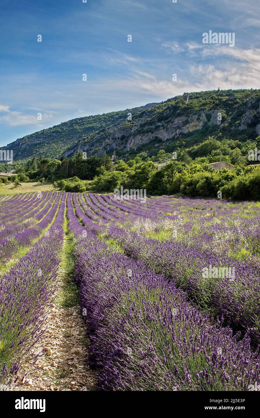Lavender fields in Provence, France running far away. Medicinal plants ...