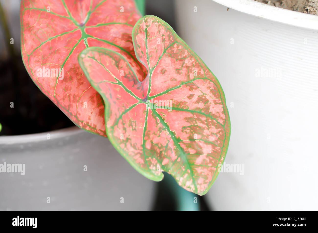Caladium, Caladium Bicolor Vent or Caladium bicolor or pink leaf or ...