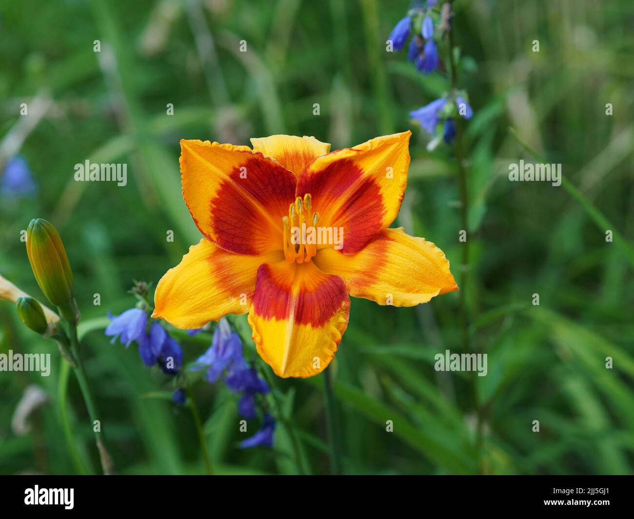 Amazing bi-colored yellow and red daylily (Hemerocallis fulva) in a ...