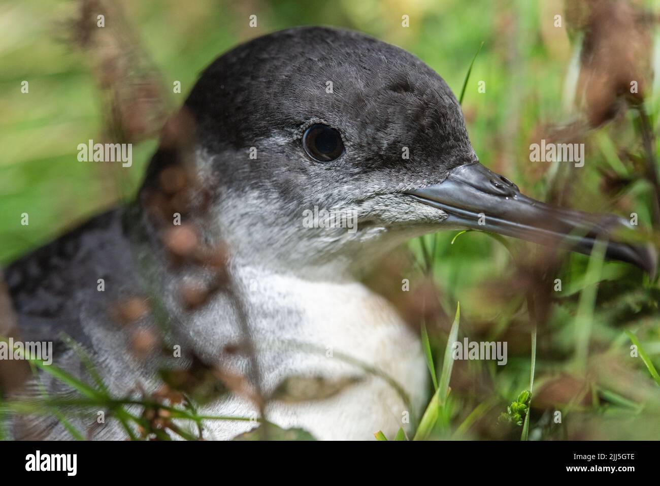 Manx shearwater chick on Skomer Island coming out of burrow at night to ...