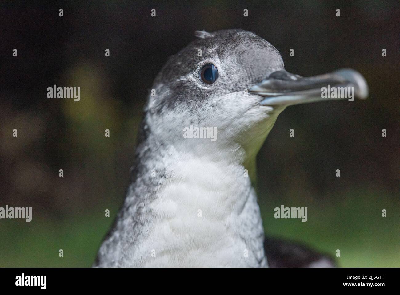 Manx shearwater chick on Skomer Island coming out of burrow at night to ...