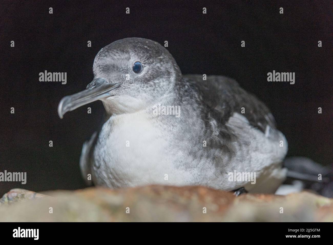 Manx shearwater chick on Skomer Island coming out of burrow at night to ...