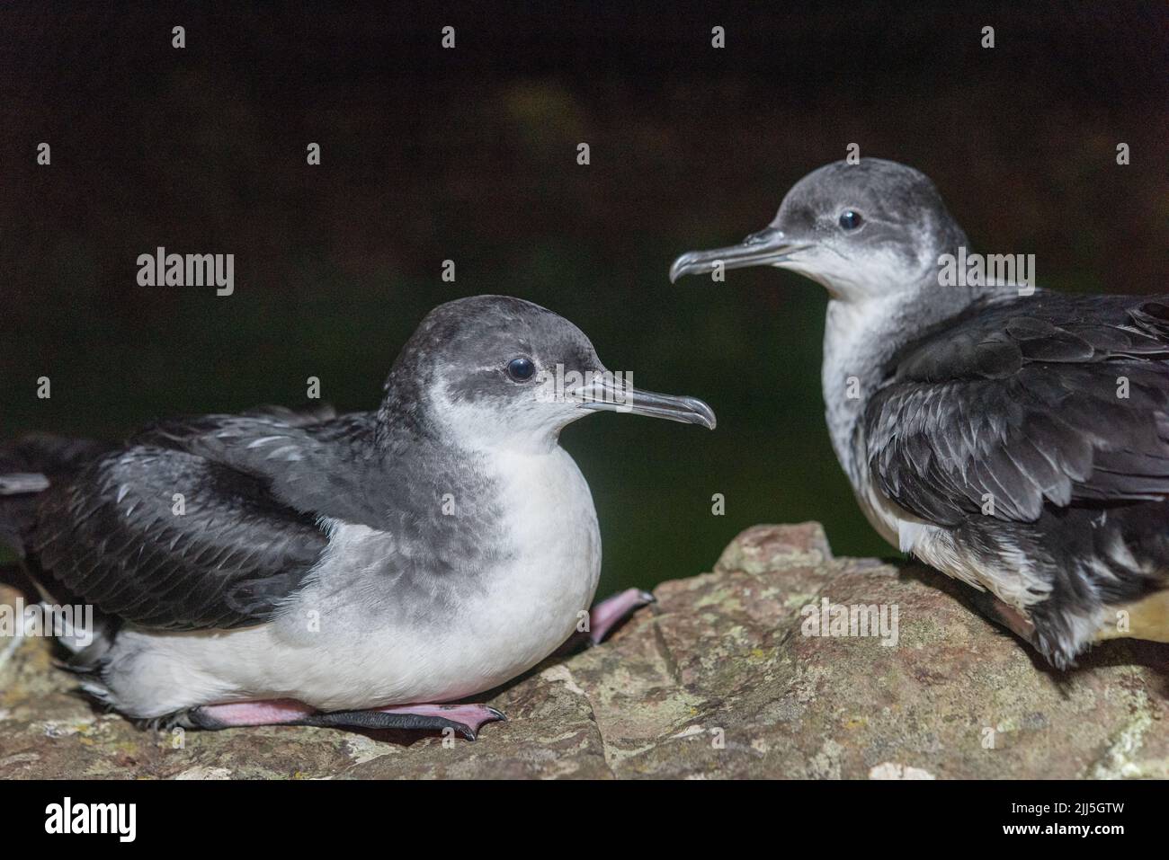 Manx shearwater chick on Skomer Island coming out of burrow at night to ...