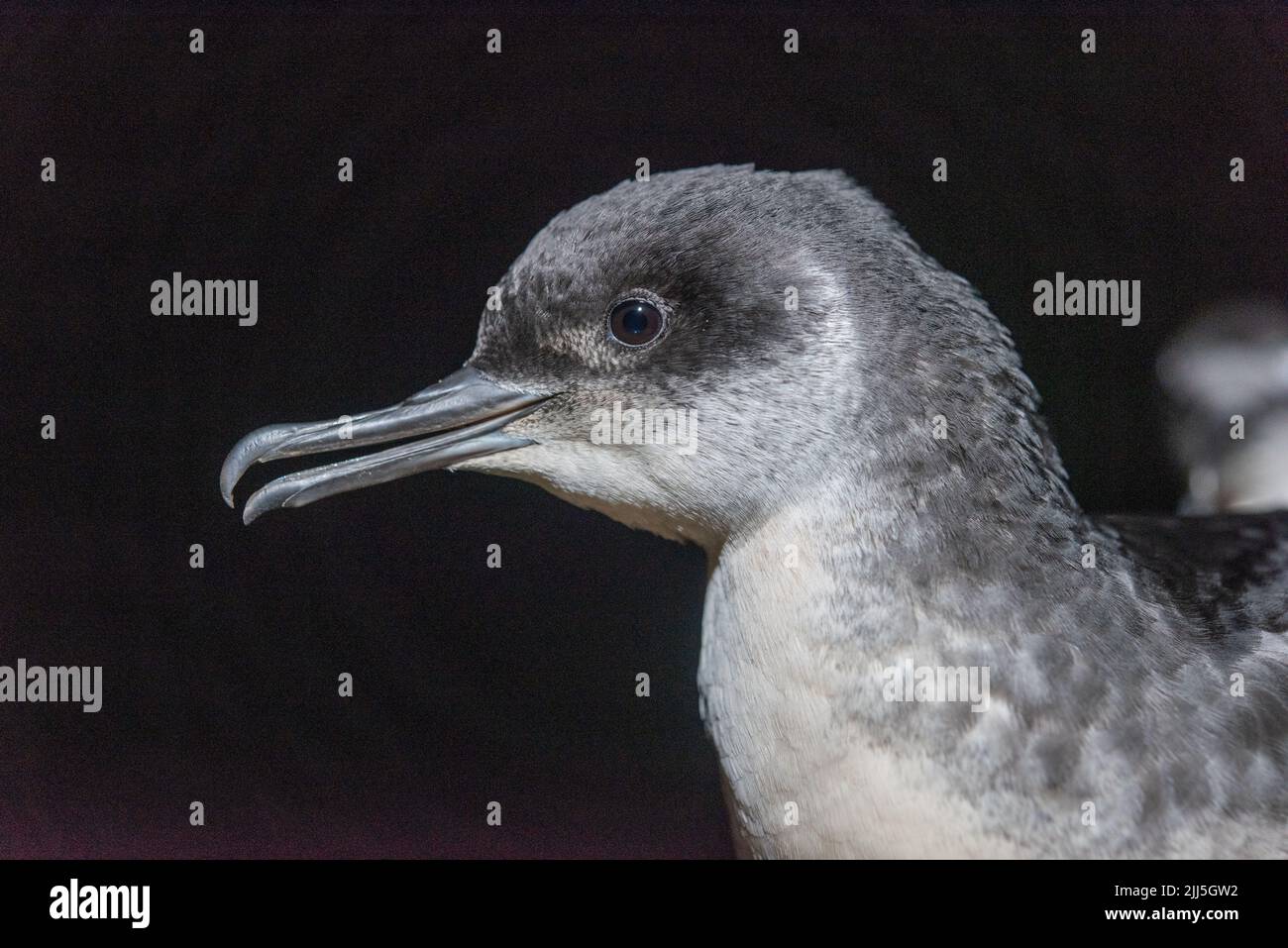 Manx shearwater chick on Skomer Island coming out of burrow at night to ...