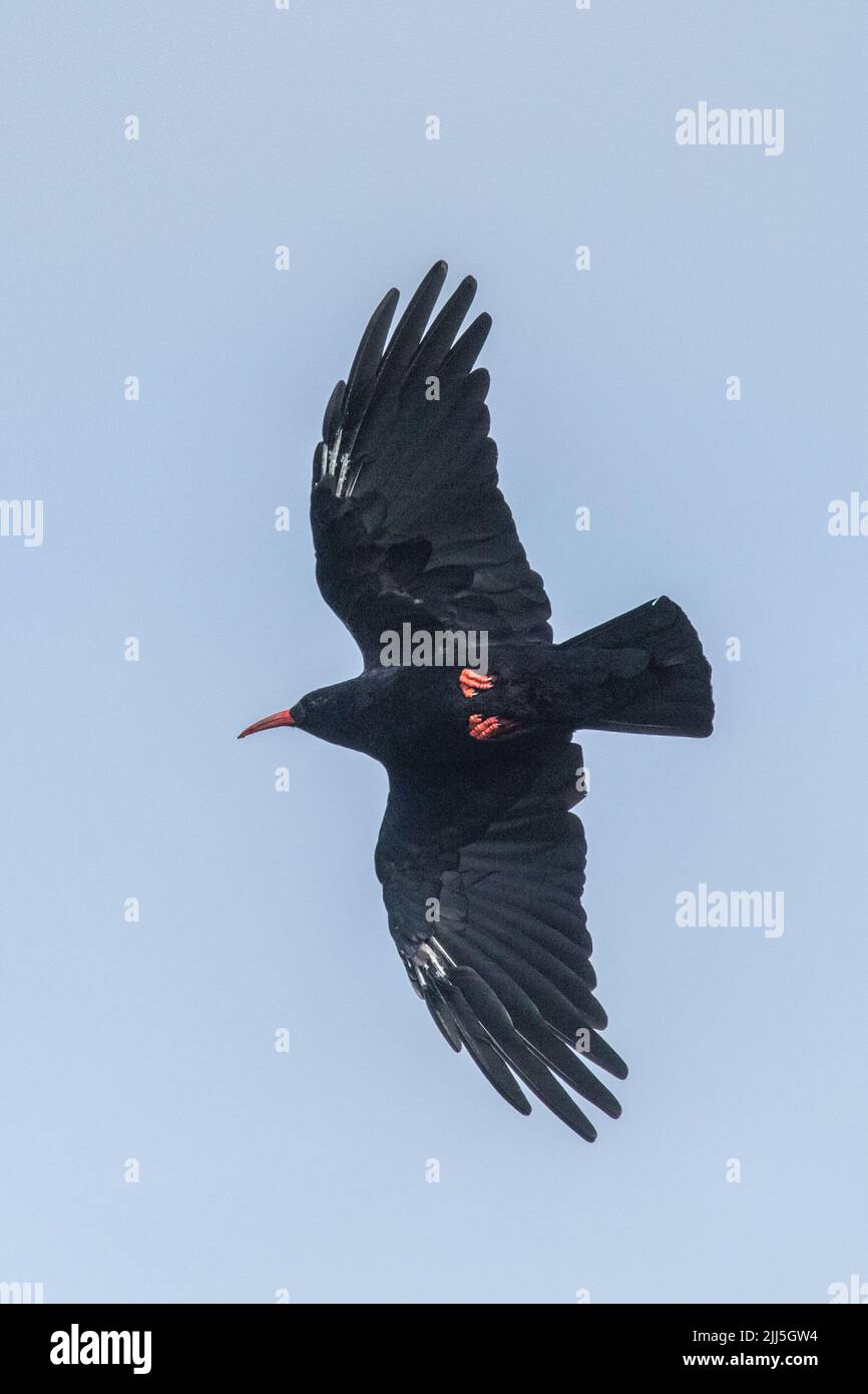 Red-billed chough in flight on Skomer Island Stock Photo - Alamy