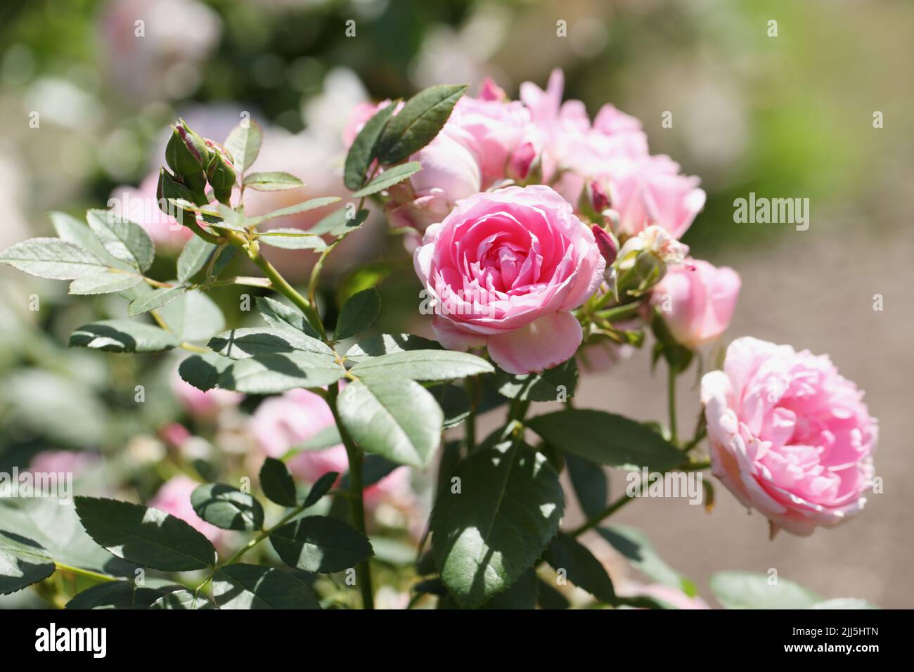 Pink rose flowers in a garden Stock Photo - Alamy