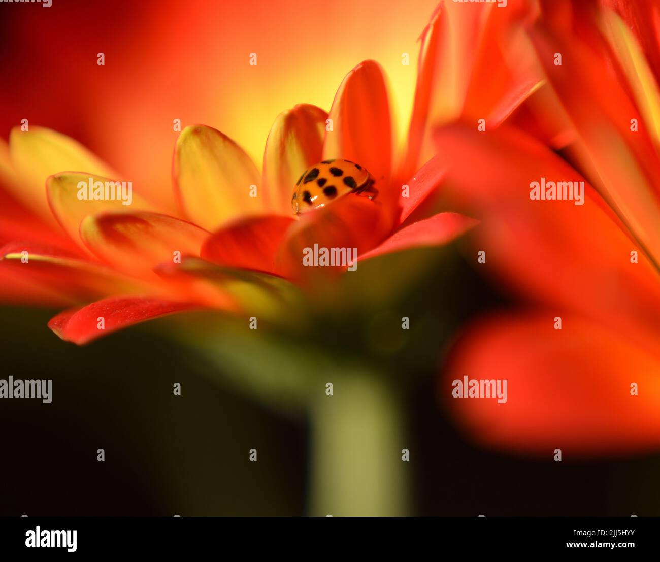 Orange spotted bug hi-res stock photography and images - Alamy