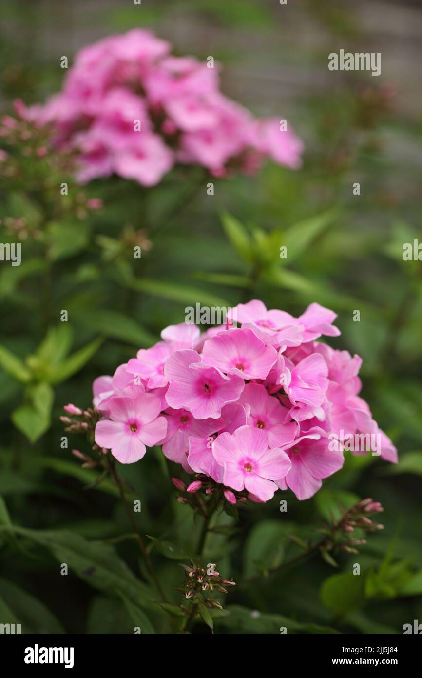 Phlox flowers in a garden Stock Photo - Alamy