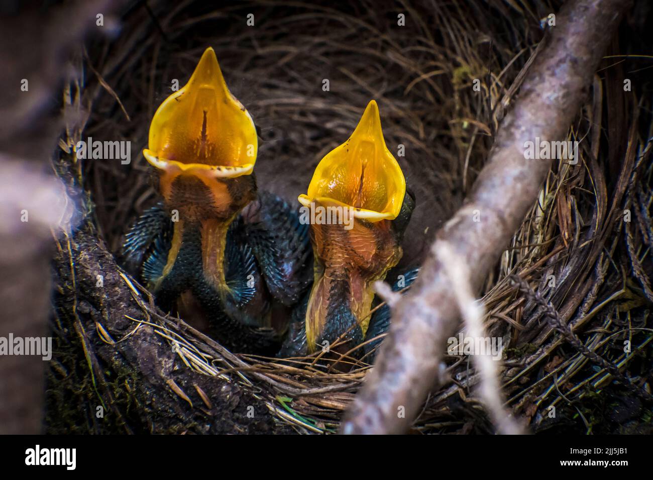 Two hungry blackbird hatchlings sitting in nest Stock Photo - Alamy