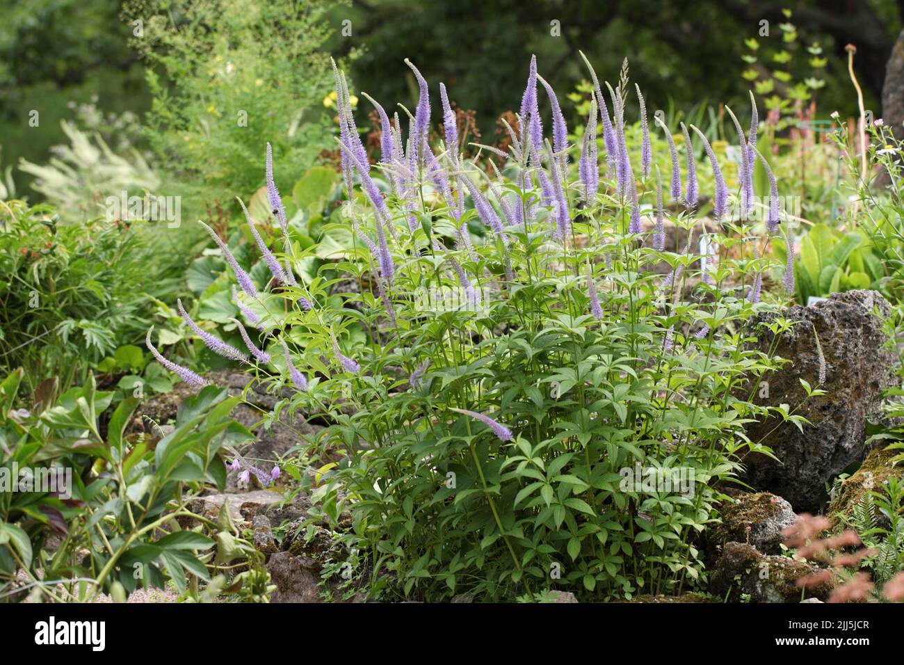 Veronicastrum virginicum hi-res stock photography and images - Alamy