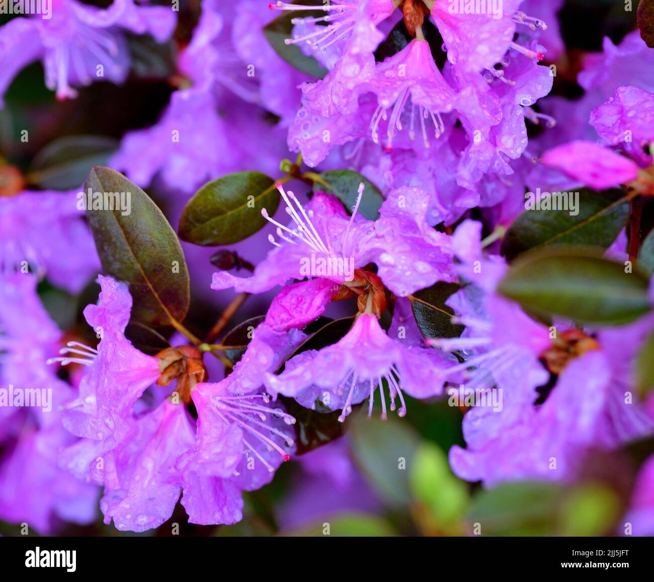 Closeup of Purple Azalea (Rhododendron spp.) with water droplets Stock ...