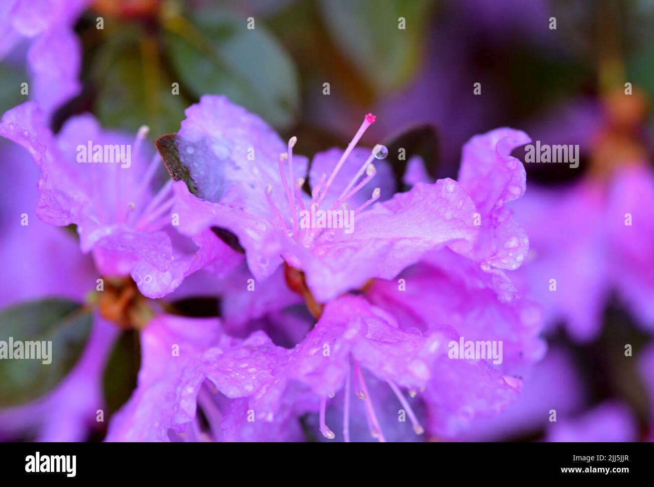 Closeup of Purple Azalea (Rhododendron spp.) with water droplets Stock ...