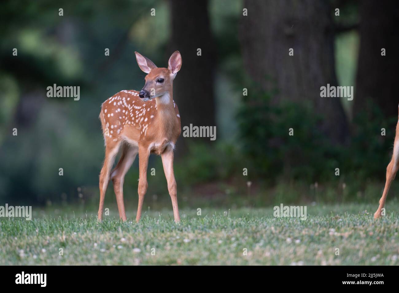 Fawn with spots hi-res stock photography and images - Alamy
