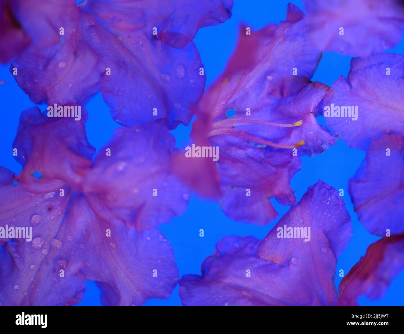 Azalea (Rhododendron spp.) flowers that appear to be floating in water ...