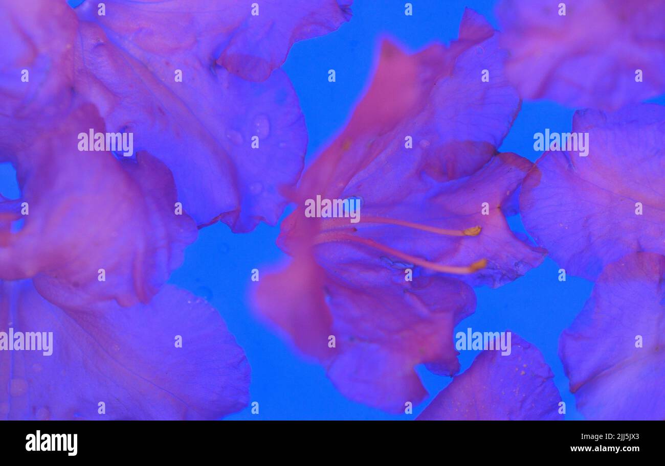 Azalea (Rhododendron spp.) flowers that appear to be floating in water ...