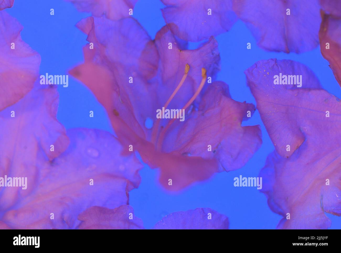 Azalea (Rhododendron spp.) flowers that appear to be floating in water ...