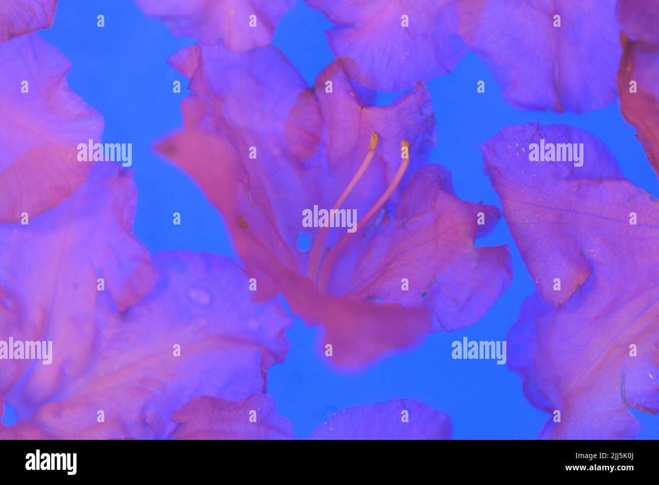 Azalea (Rhododendron spp.) flowers that appear to be floating in water ...