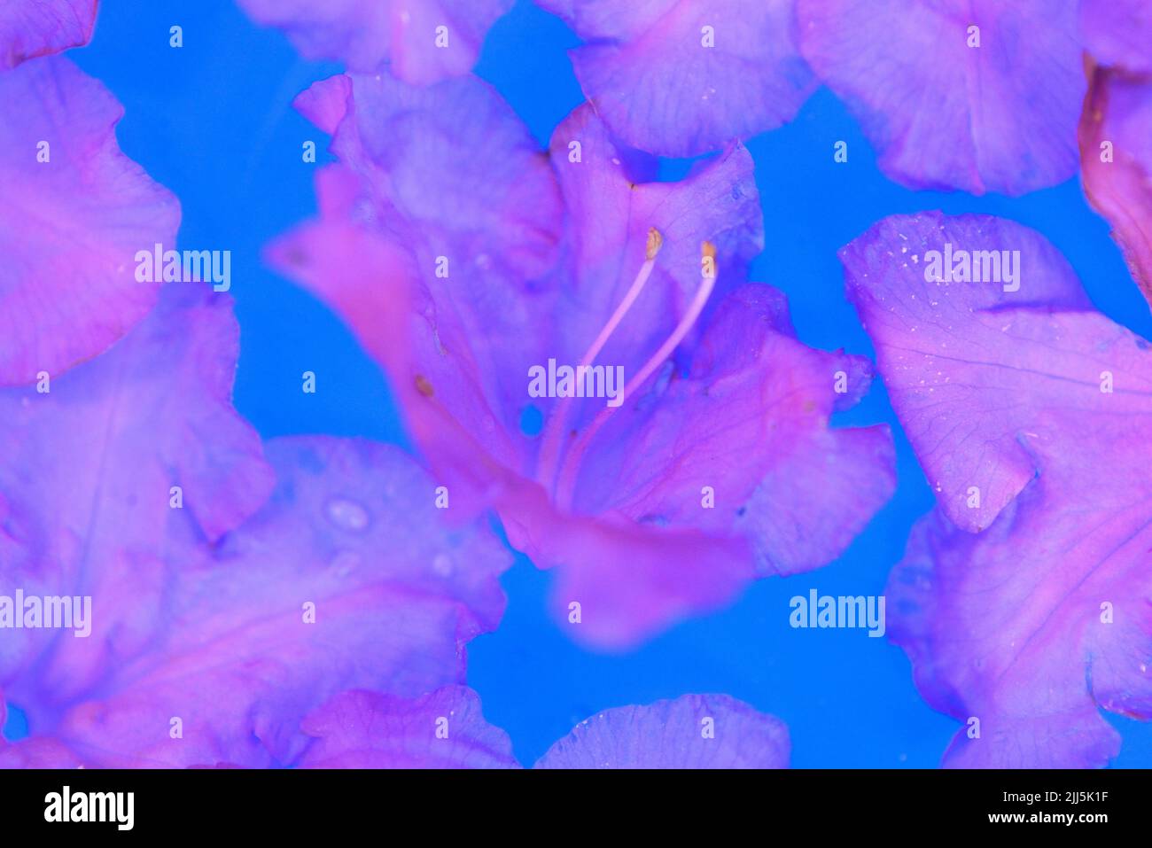 Azalea (Rhododendron spp.) flowers that appear to be floating in water ...