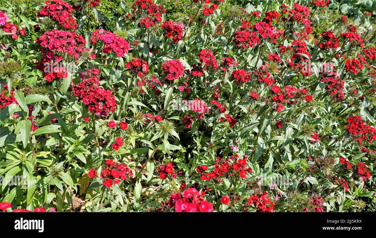 Beautiful red color flowers of Dianthus barbatus also known as Sweet ...