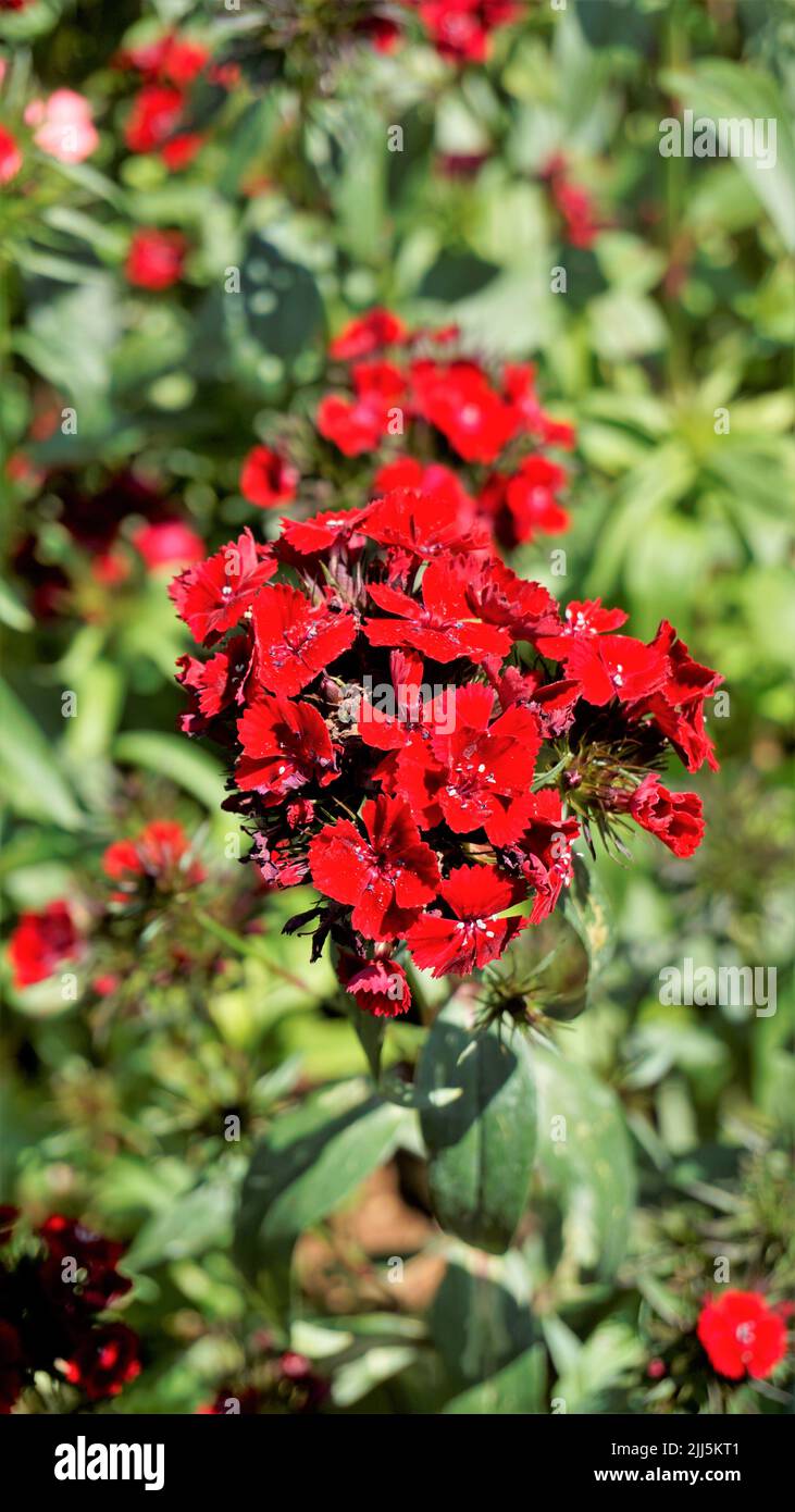 Beautiful red color flowers of Dianthus barbatus also known as Sweet ...