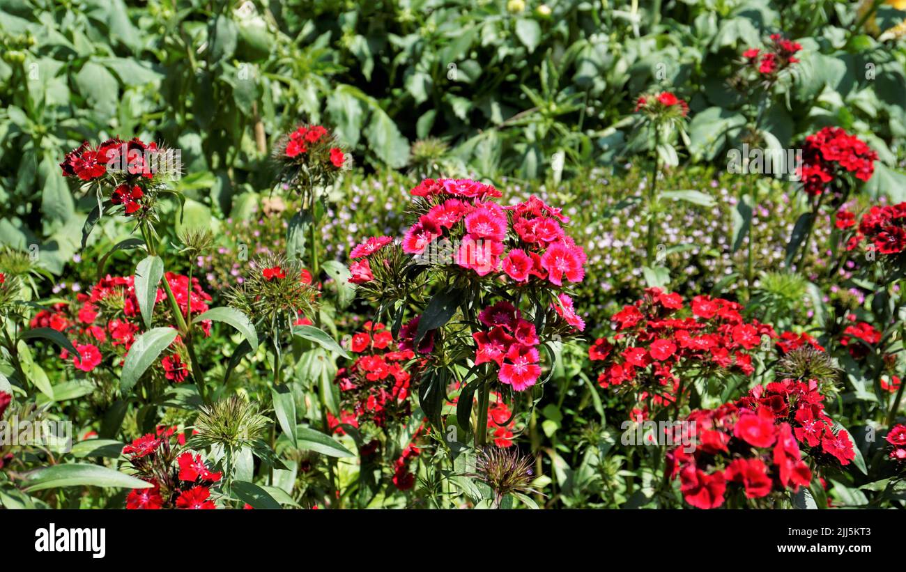 Beautiful red color flowers of Dianthus barbatus also known as Sweet ...