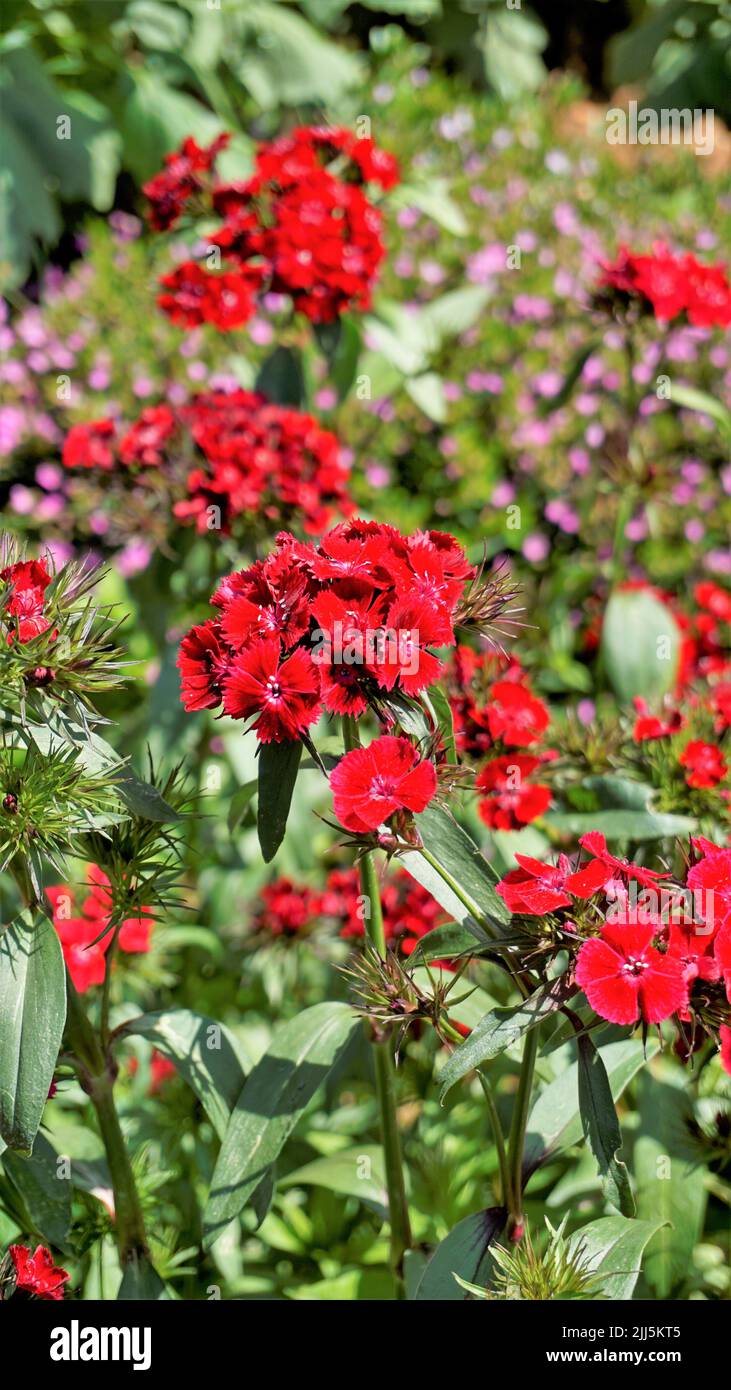 Beautiful red color flowers of Dianthus barbatus also known as Sweet ...