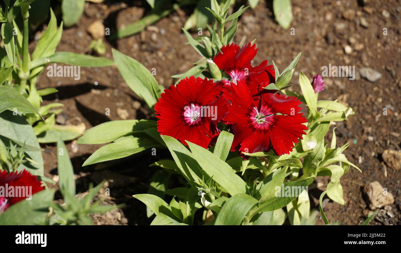 Beautiful red color flowers of Dianthus barbatus also known as Sweet ...