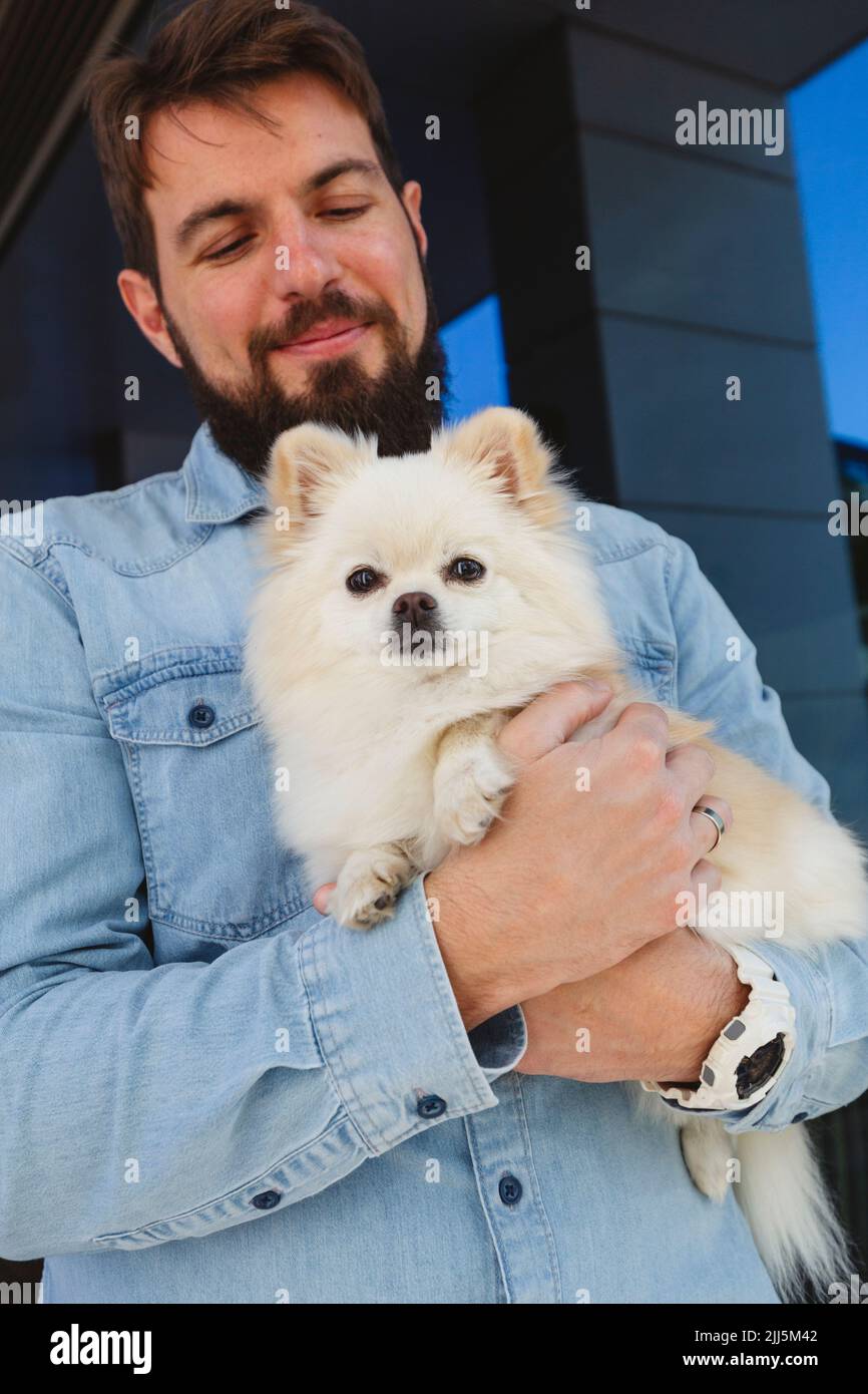 Portrait standing pomeranian dogs hi-res stock photography and images ...