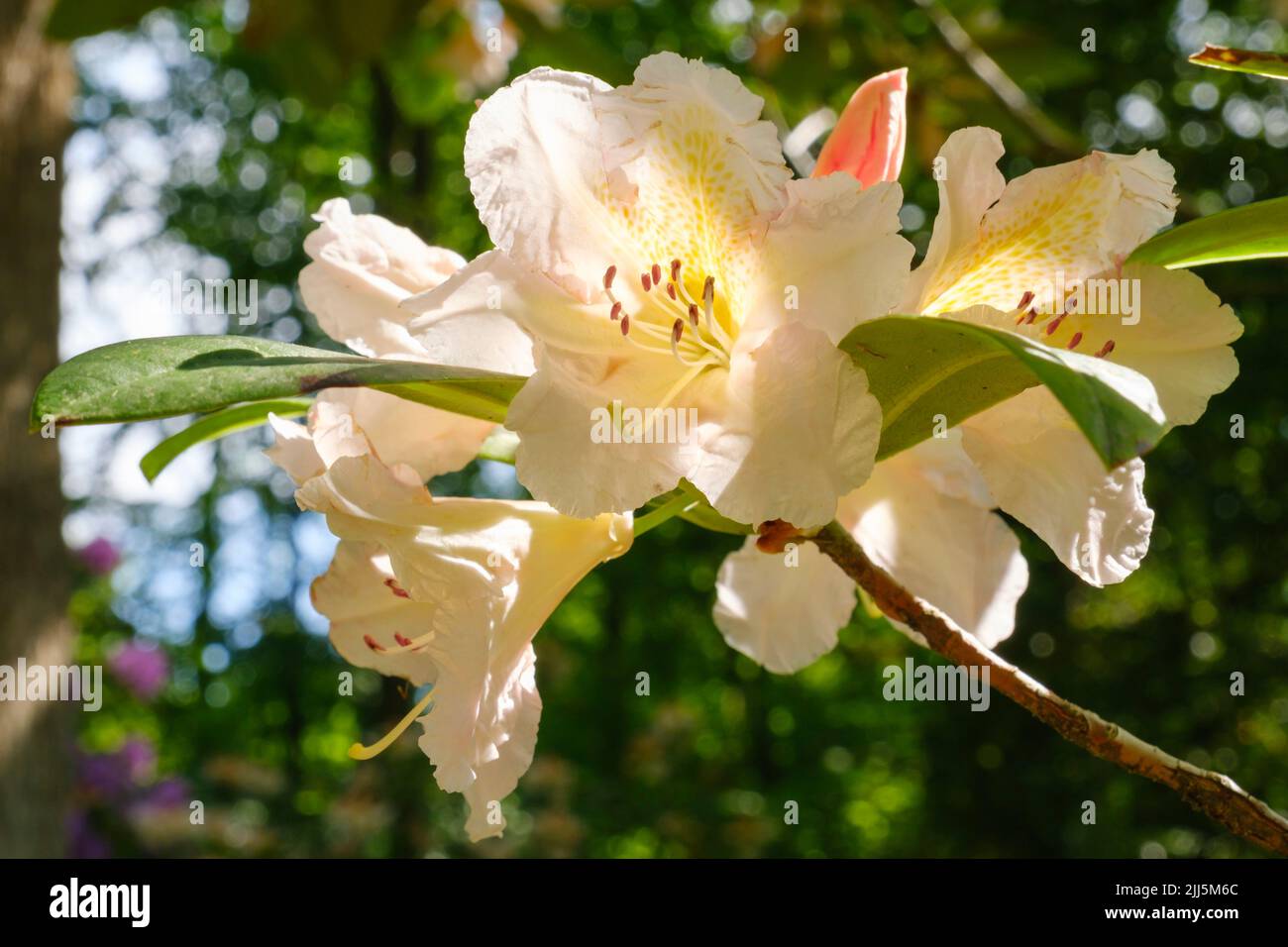 White blooming rhododendrons in spring Stock Photo - Alamy