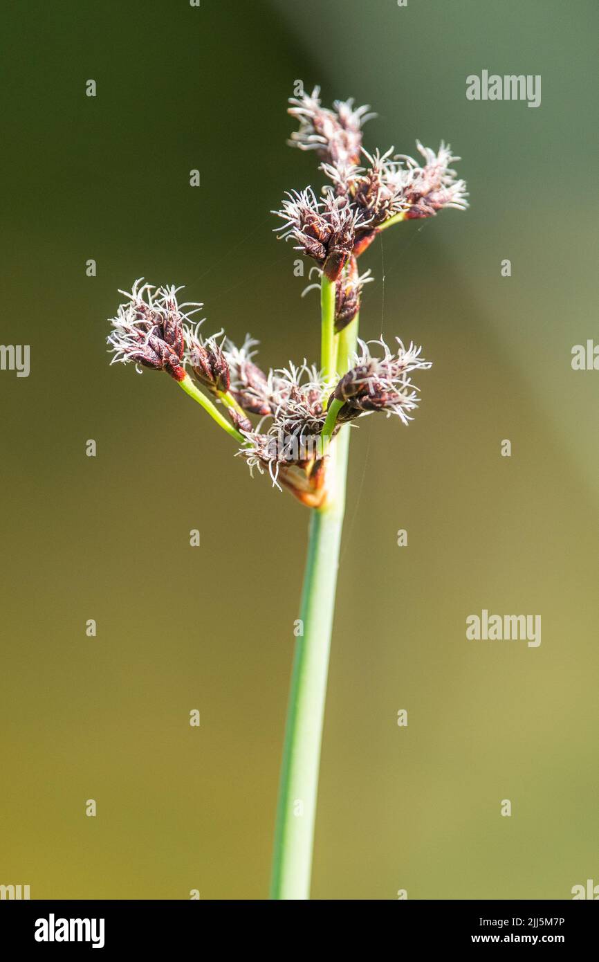 Flower of common rush Stock Photo - Alamy
