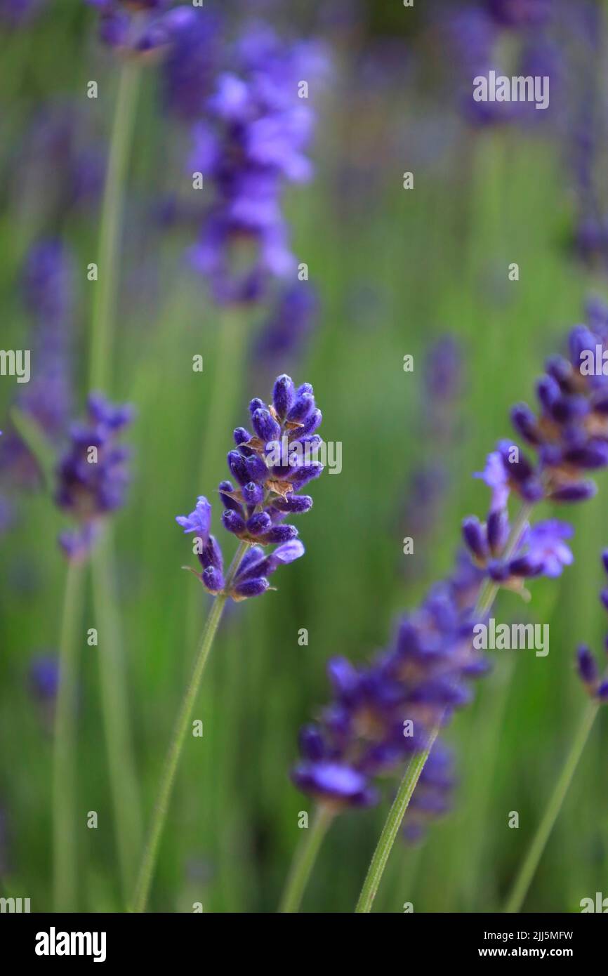 Closeup shot lavender plants hi-res stock photography and images - Alamy