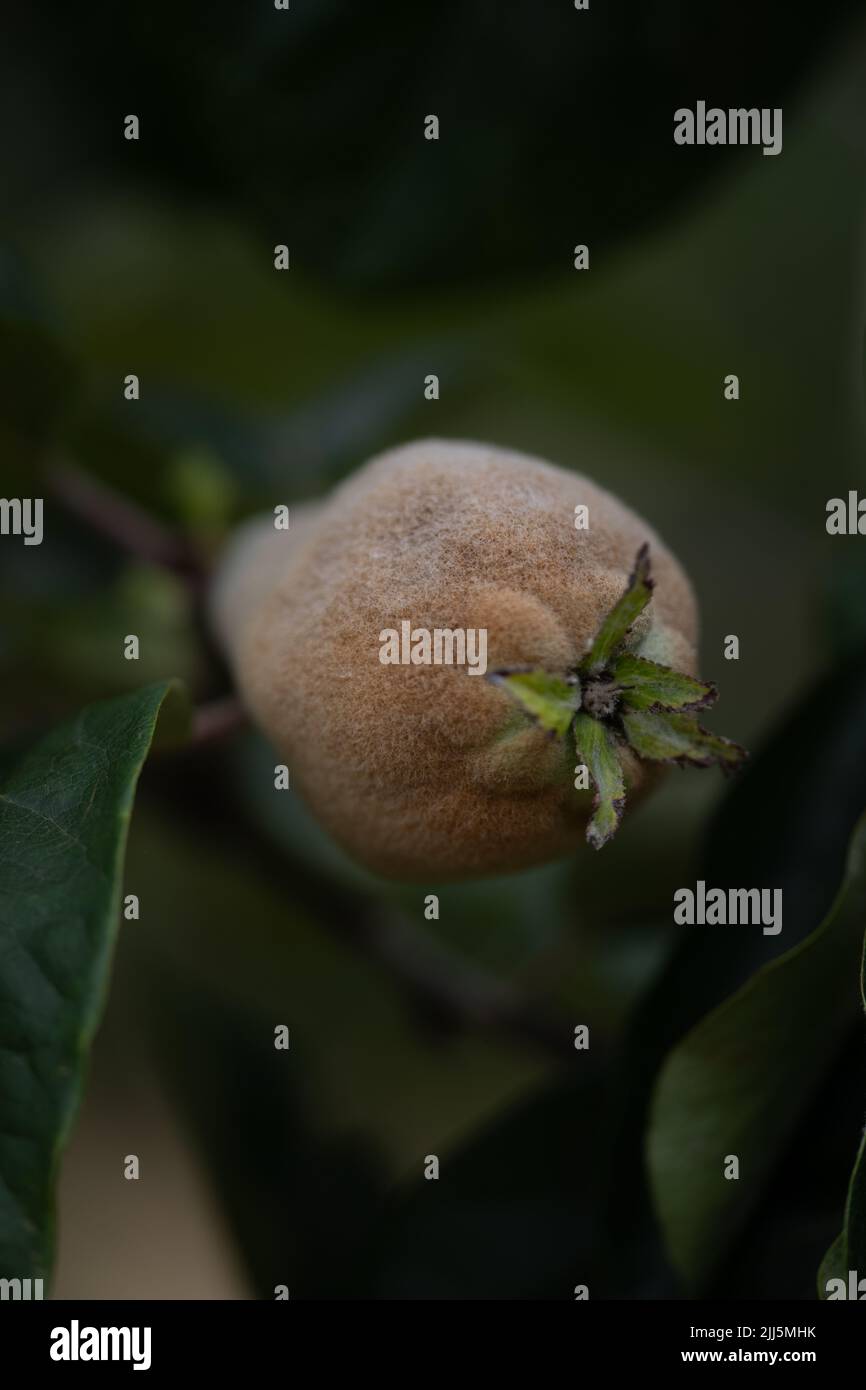 Ripening quinces (Cydonia oblonga) - vranja variety (Vranja' (syn ...