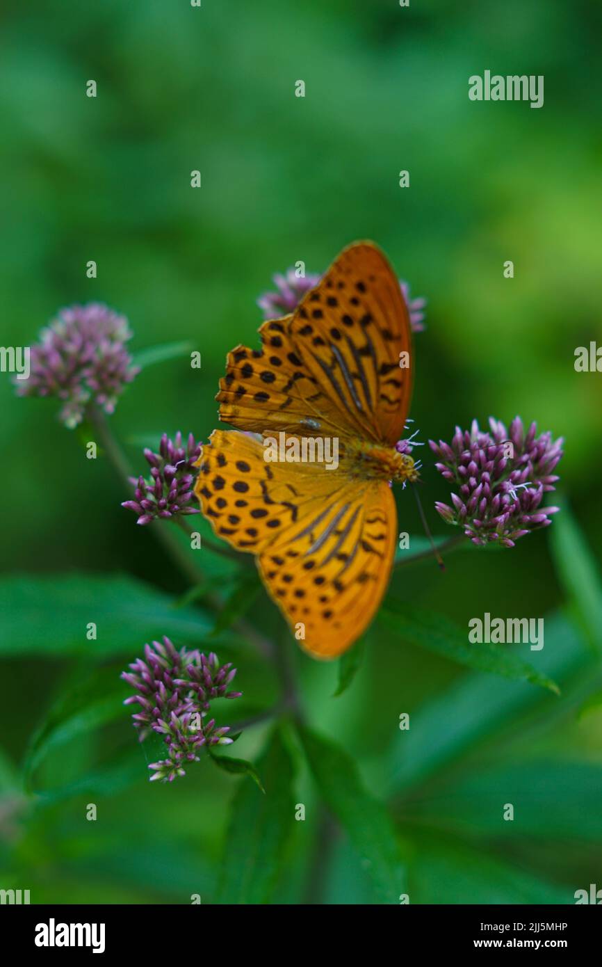 Schmetterling fritillary hi-res stock photography and images - Alamy