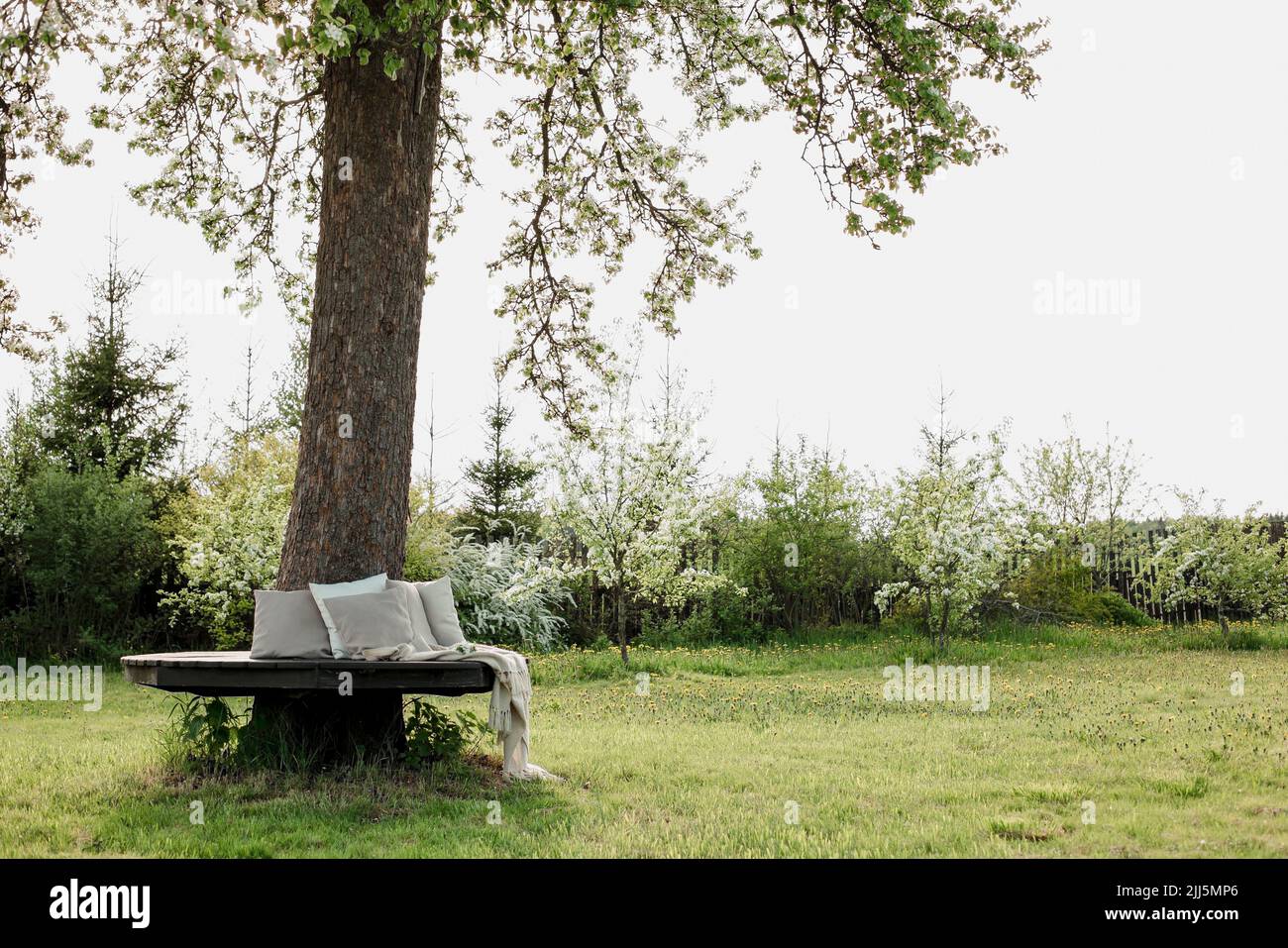 Tree growing around bench hi-res stock photography and images - Alamy
