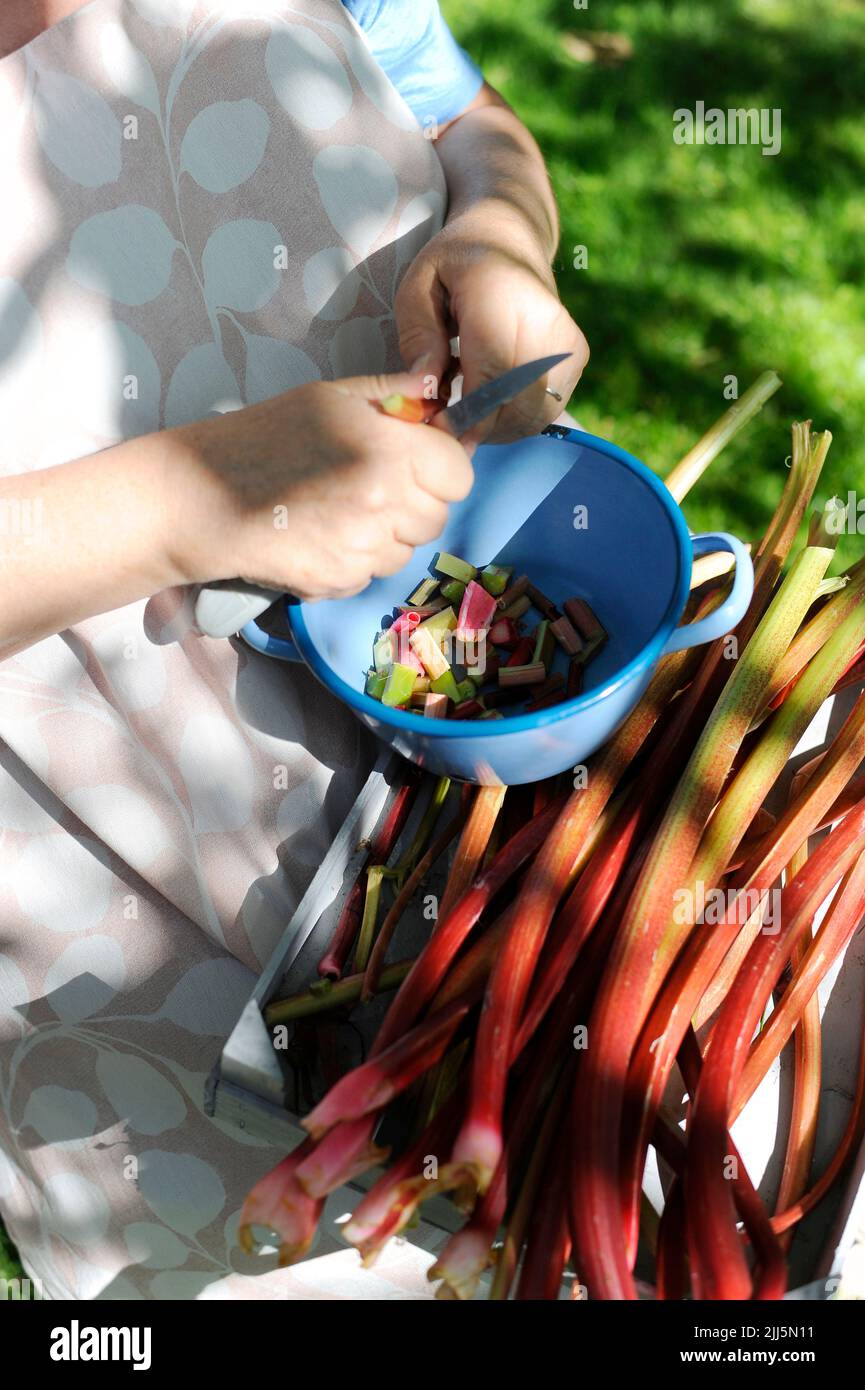 Mid section of senior woman peeling and cutting rhubarb stalks Stock ...