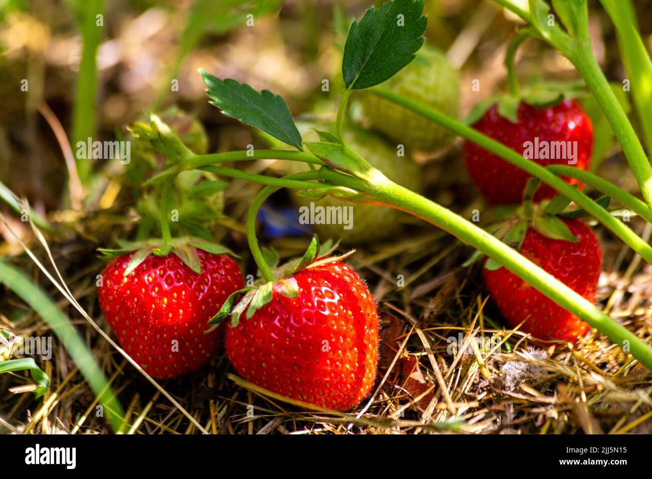 Organic strawberry in garden on sunny day Stock Photo - Alamy