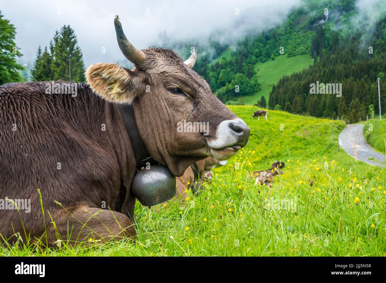 Portrait of brown cow relaxing in summer meadow Stock Photo - Alamy