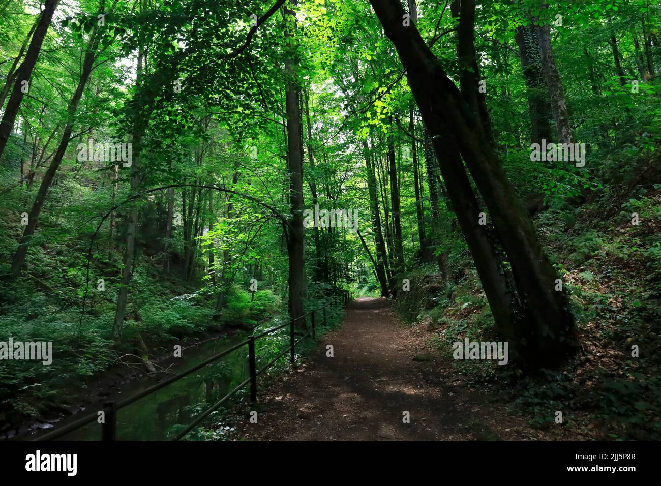 Germany, Saxony, Malerweg trail stretching through green lush forest in ...