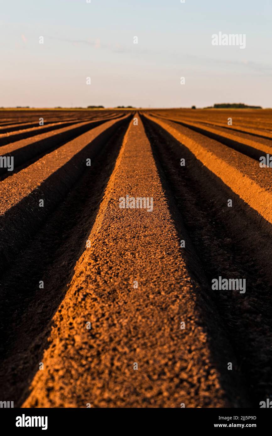 Arable agricultural land at sunset Stock Photo - Alamy