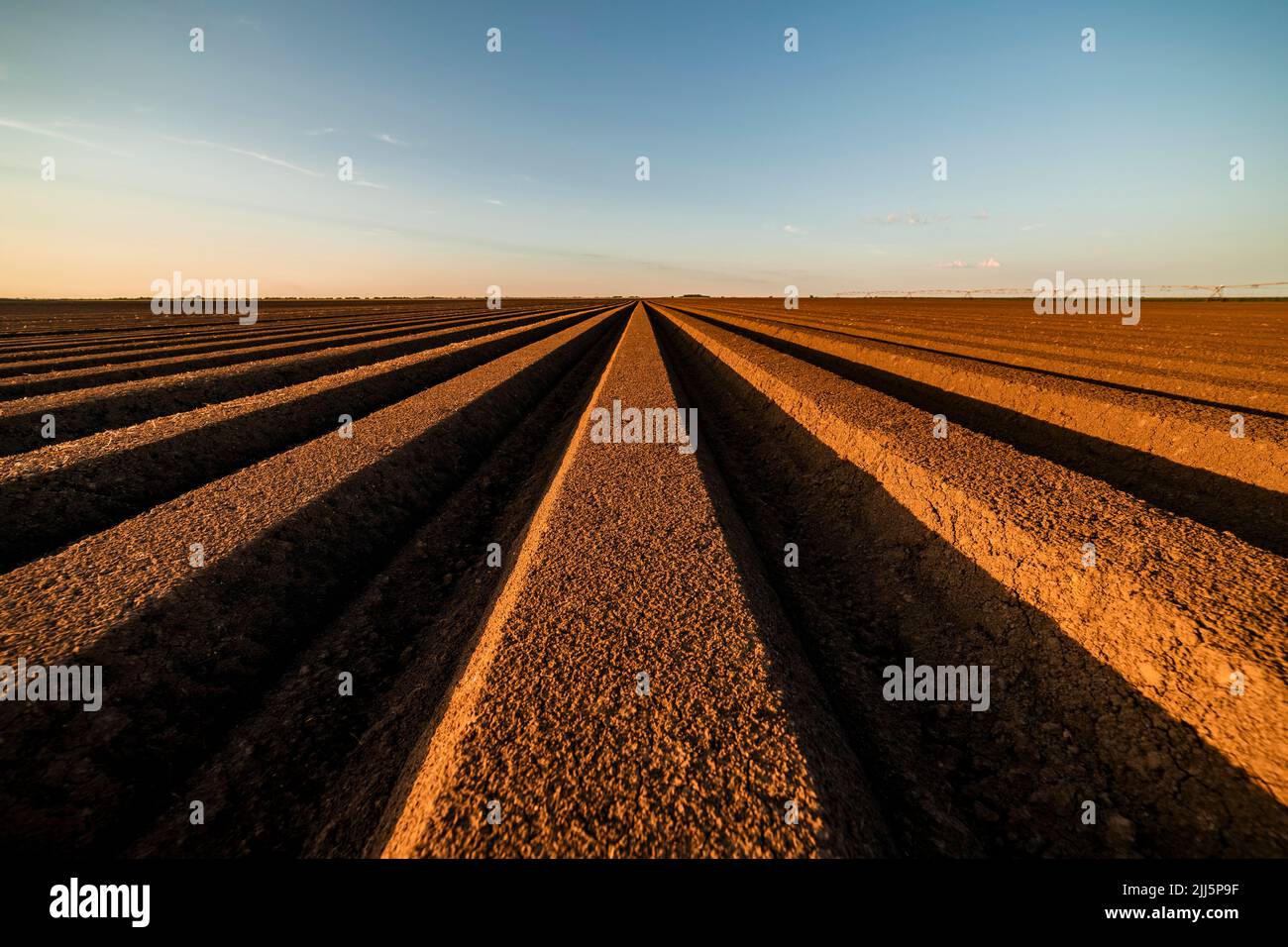 Rows of arable agricultural land under blue sky Stock Photo - Alamy