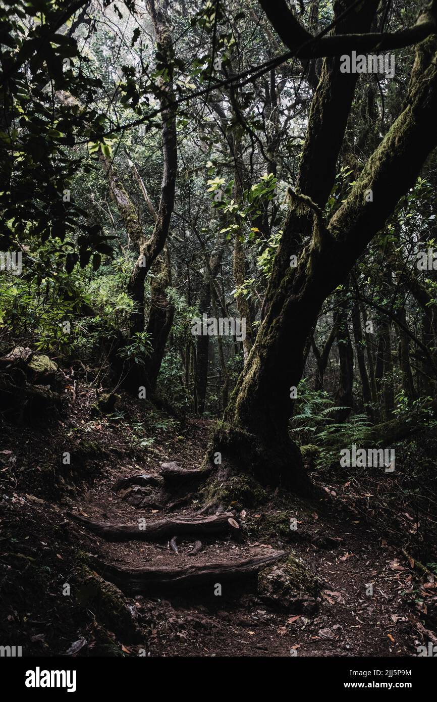 Trees in dense tranquil forest Stock Photo - Alamy