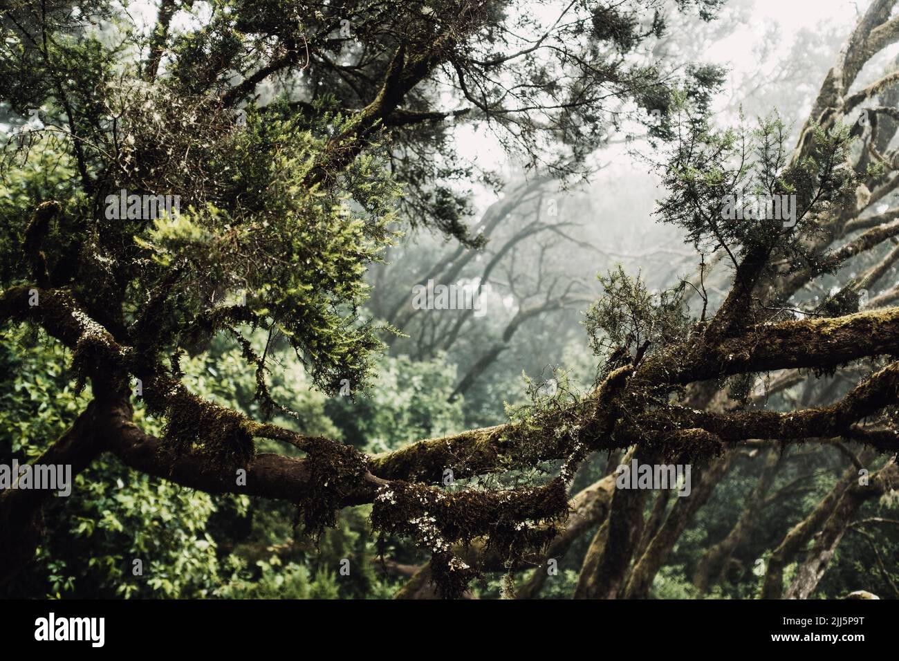 Lush branches in dense misty forest Stock Photo - Alamy
